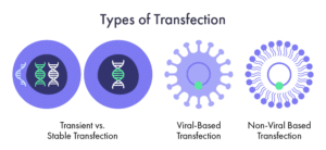 Cell Transfection: Types and Applications of Transfection for Drug Delivery
